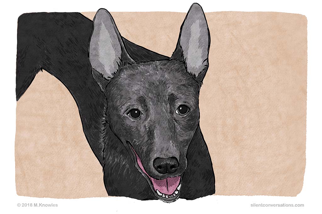 Eyes Pupils Dilated Dog Body Language Silent Conversations Eyes Pupils Dilated Dog Body Language Silent Conversations